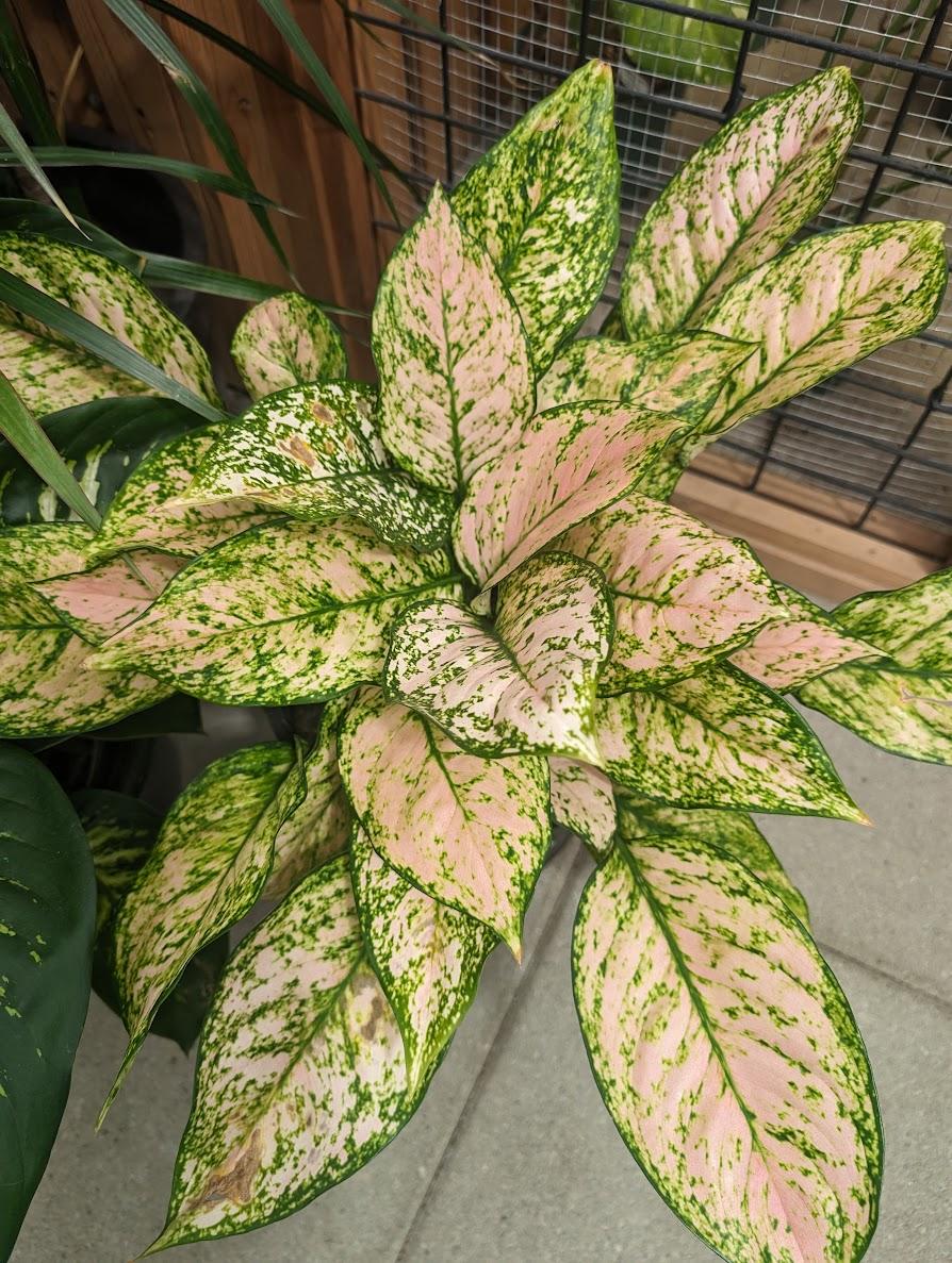 Chinese Evergreen (Aglaonema 'Etta Rose') in the Aglaonemas Database ...