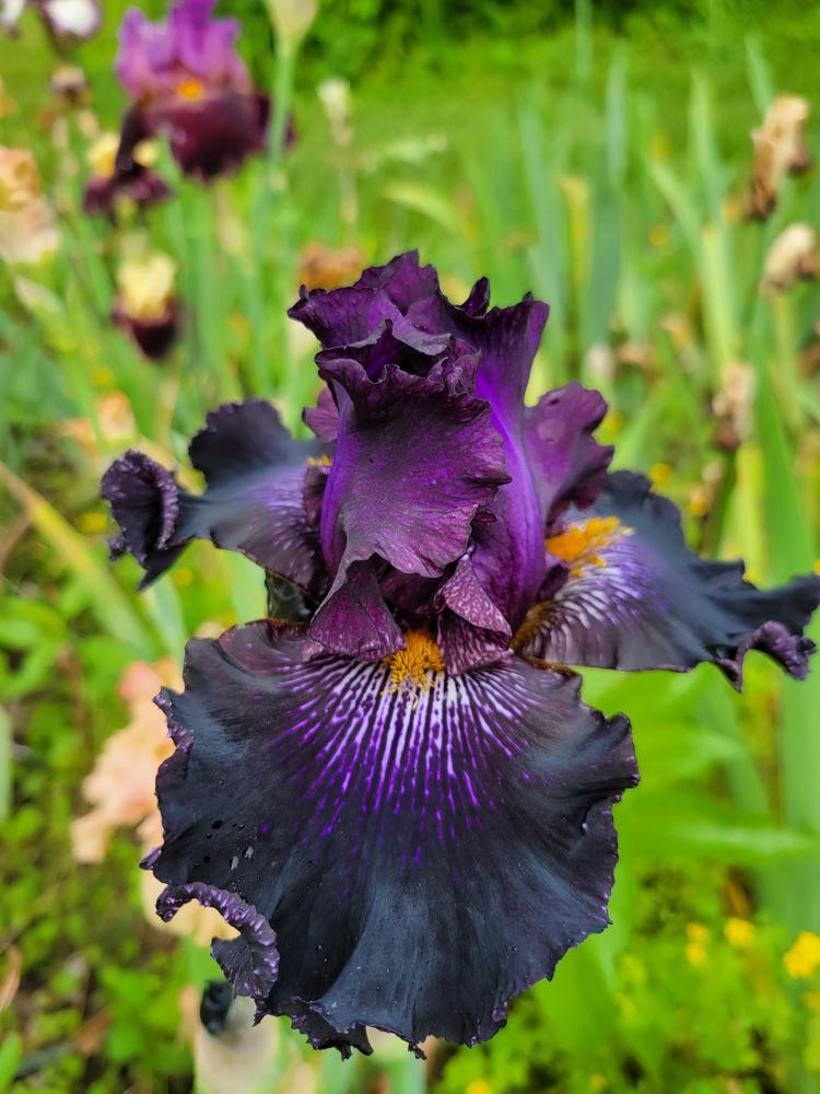 Tall Bearded Iris (Iris 'Cover of Night') in the Irises Database ...
