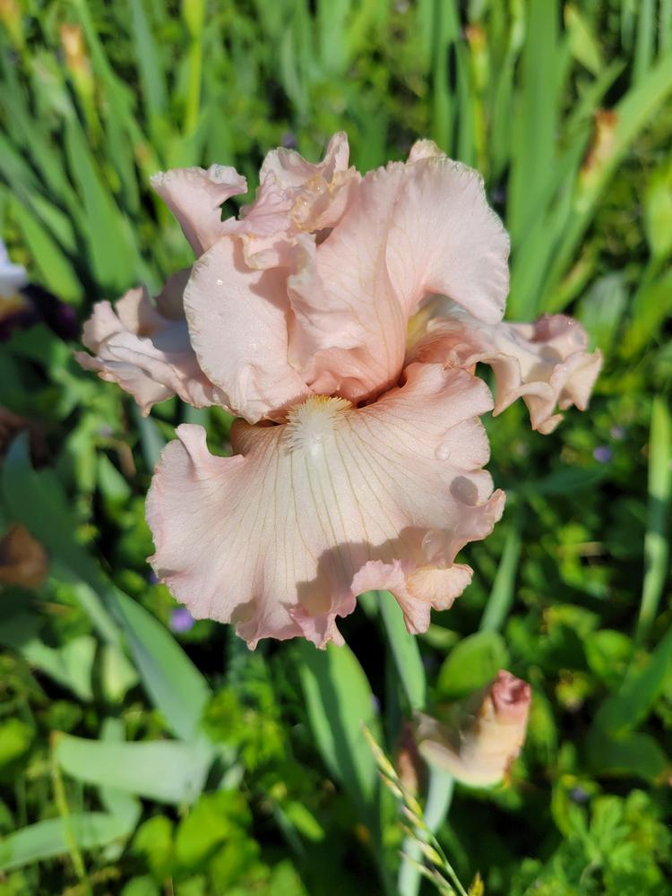 Photo of the bloom of Tall Bearded Iris (Iris 'Politely Pink') posted ...