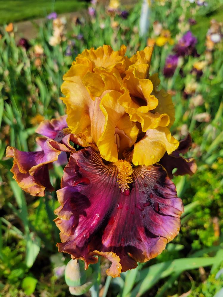 Photo of the bloom of Tall Bearded Iris (Iris 'Vivid Sunset') posted by ...