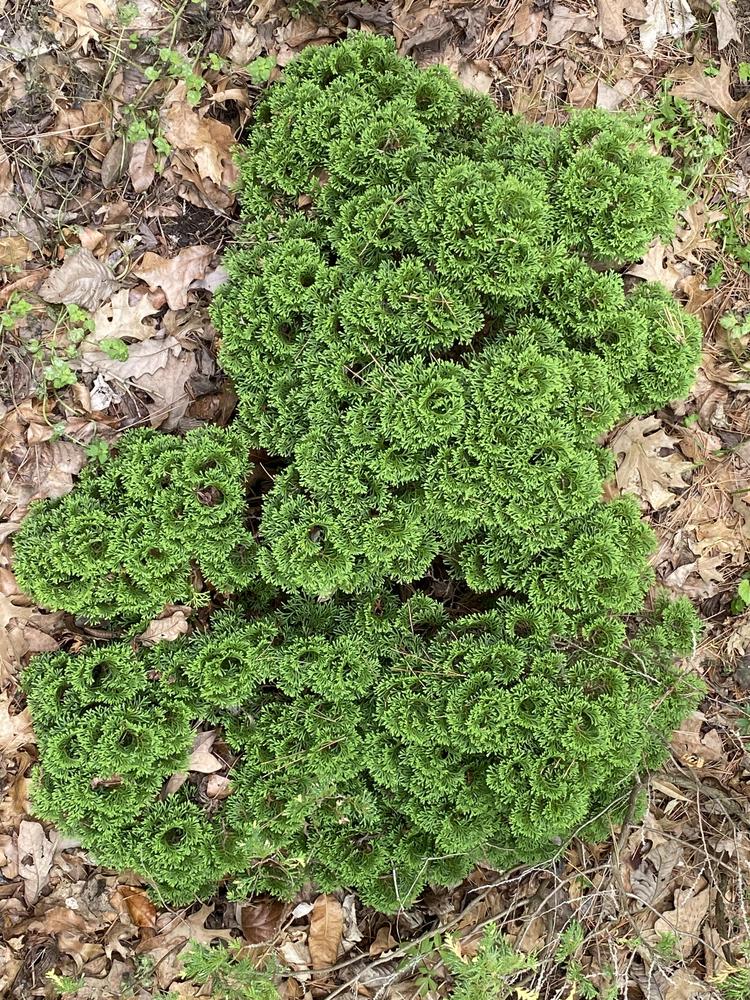 Photo of the entire plant of American Arborvitae (Thuja occidentalis ...