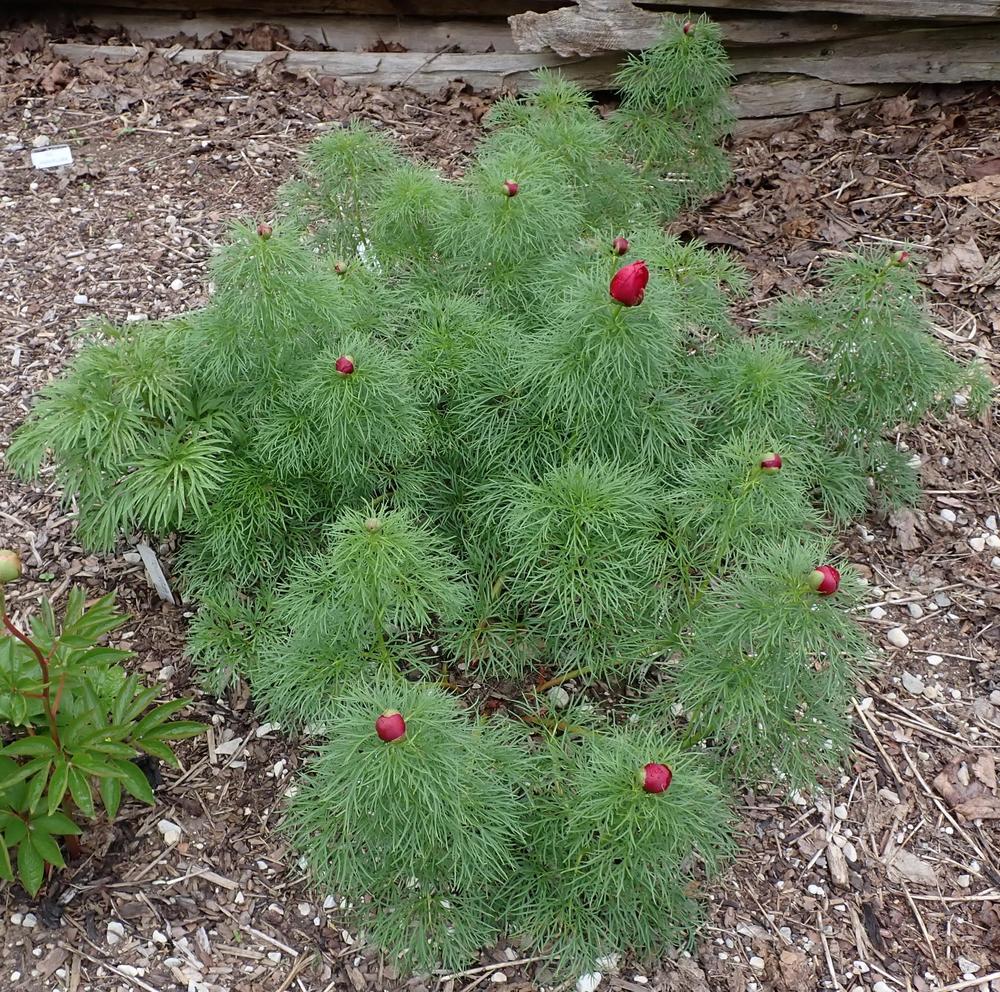 Photo of the entire plant of Fern Leaf Peony (Paeonia tenuifolia ...