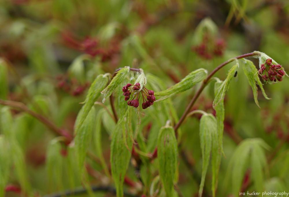Photo of the emerging growth of Japanese Maple (Acer palmatum ...