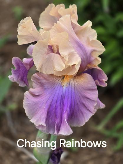 Photo of the bloom of Tall Bearded Iris (Iris 'Chasing Rainbows') posted by lillyx4 - Garden.org
