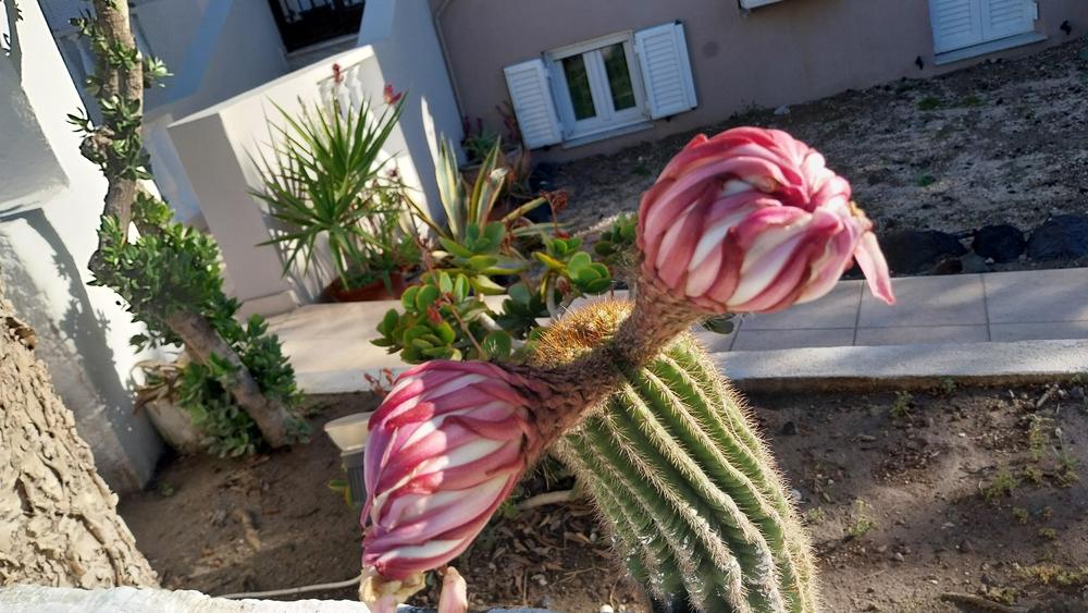 Photo of the closeup of buds, sepals and receptacles of White Torch ...