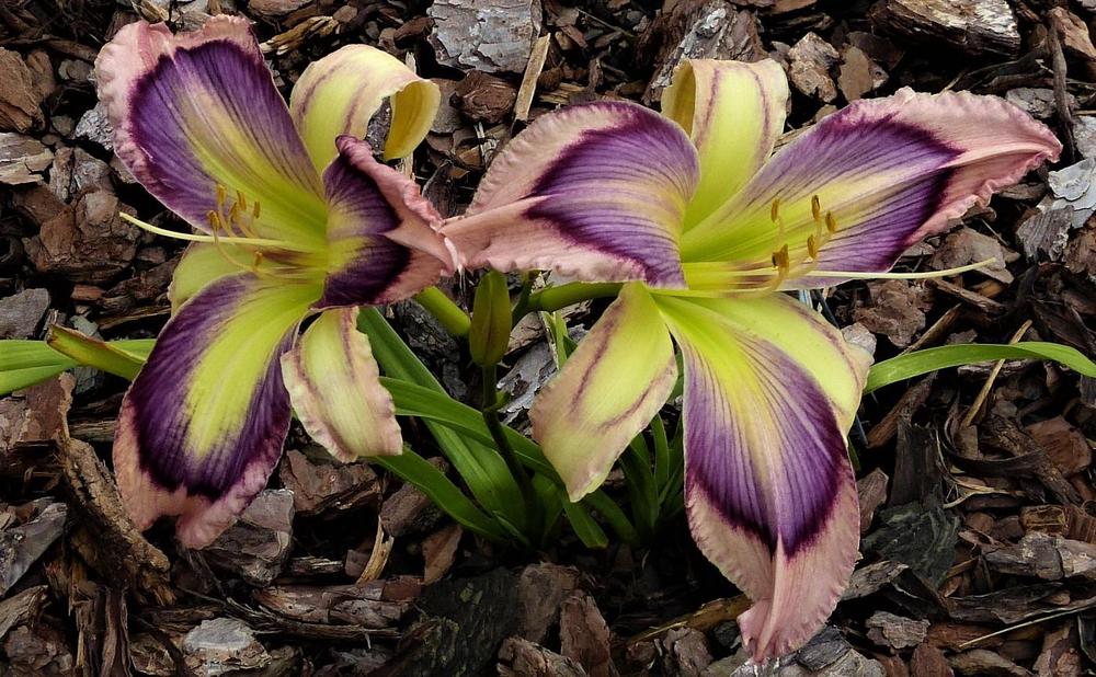 Photo of the bloom of Daylily (Hemerocallis 'Exotic Starfish') posted ...