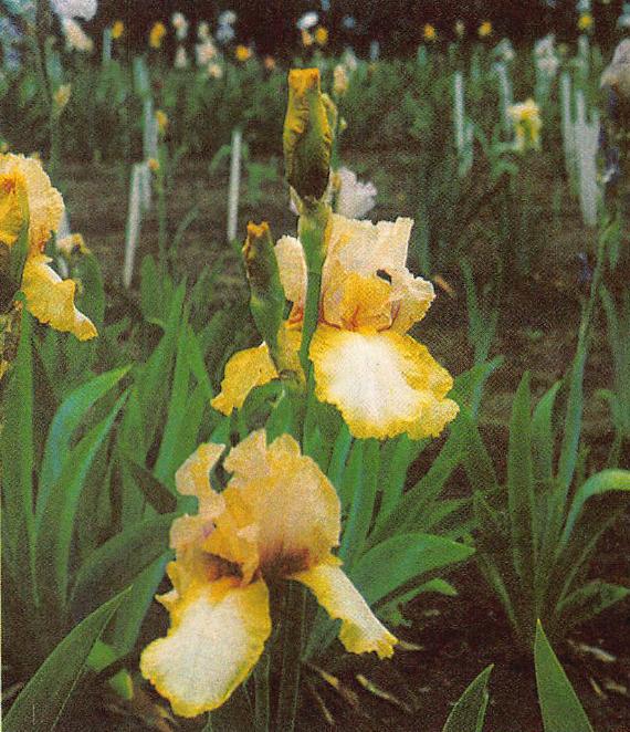 Photo of the bloom of Tall Bearded Iris (Iris 'Soft Refrain') posted by ...