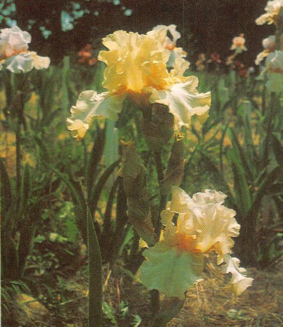 Photo of the bloom of Tall Bearded Iris (Iris 'Ivory Plumes') posted by ...