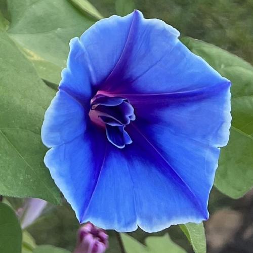 Japanese Morning Glory (Ipomoea nil 'Blue Trumpets') in the Morning ...