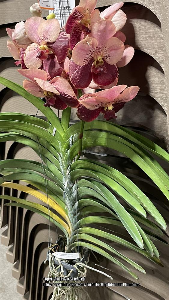 Orchid (Vanda Suwannaphum Cardinal) - Garden.org