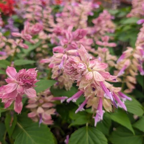 Salvia (Salvia splendens Grandstand™ Lavender) in the Salvias Database ...