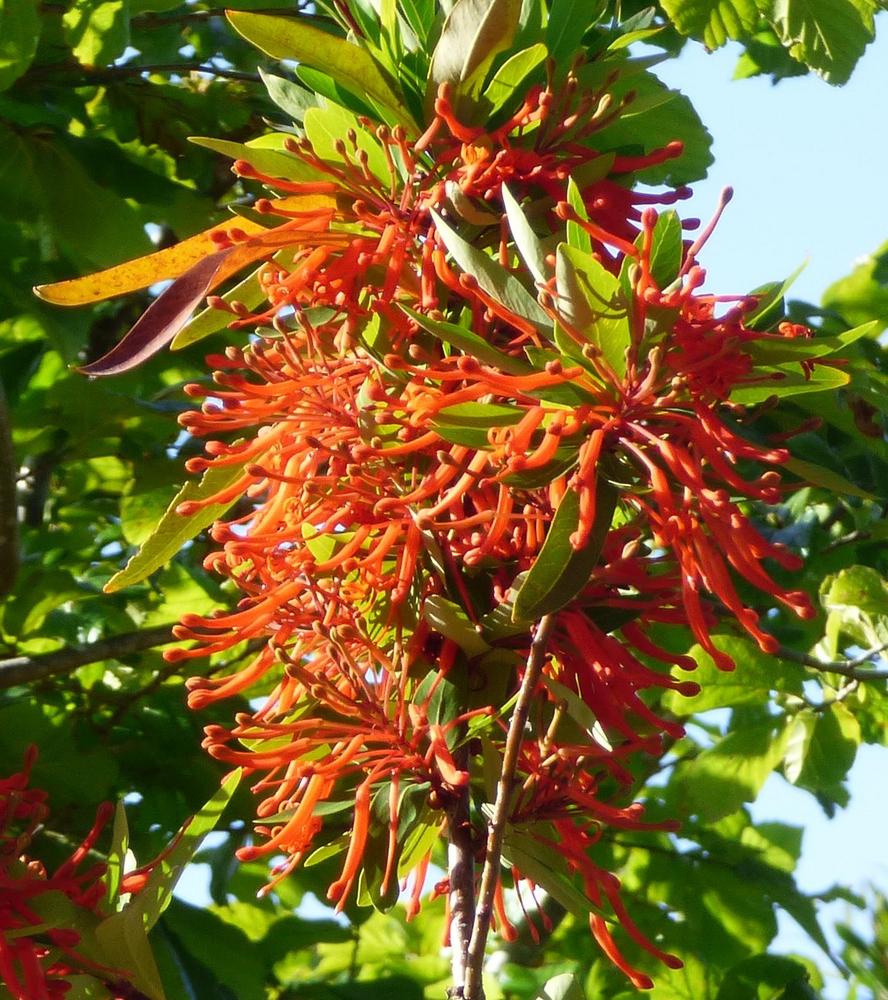 Photo of the bloom of Flame Flower (Embothrium coccineum) posted by ...
