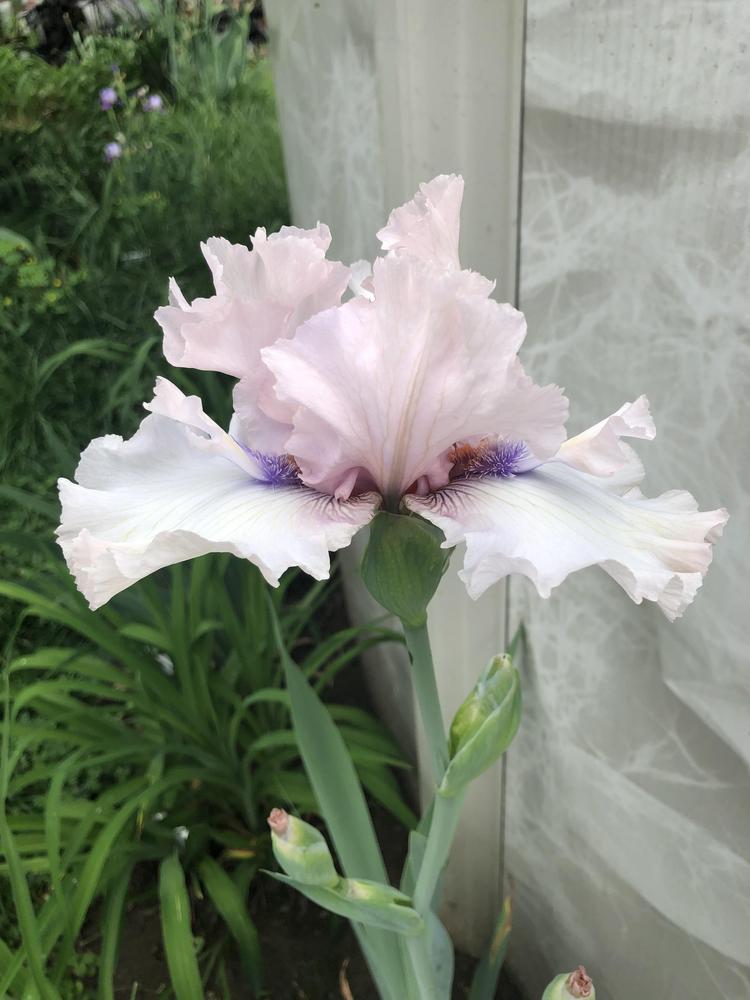 Photo of the bloom of Tall Bearded Iris (Iris 'Air Time') posted by ...