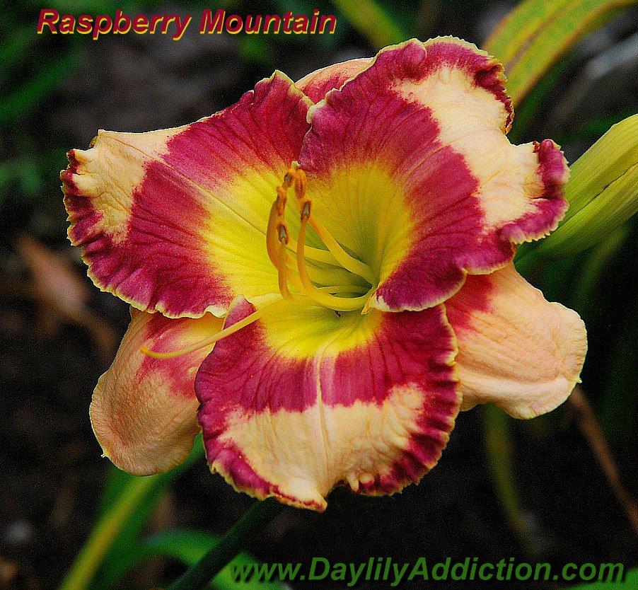 Photo of the bloom of Daylily (Hemerocallis 'Raspberry Mountain ...