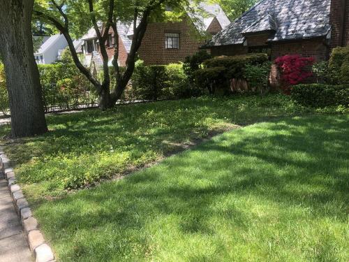 Dying Pachysandra in the Ask a Question forum - Garden.org