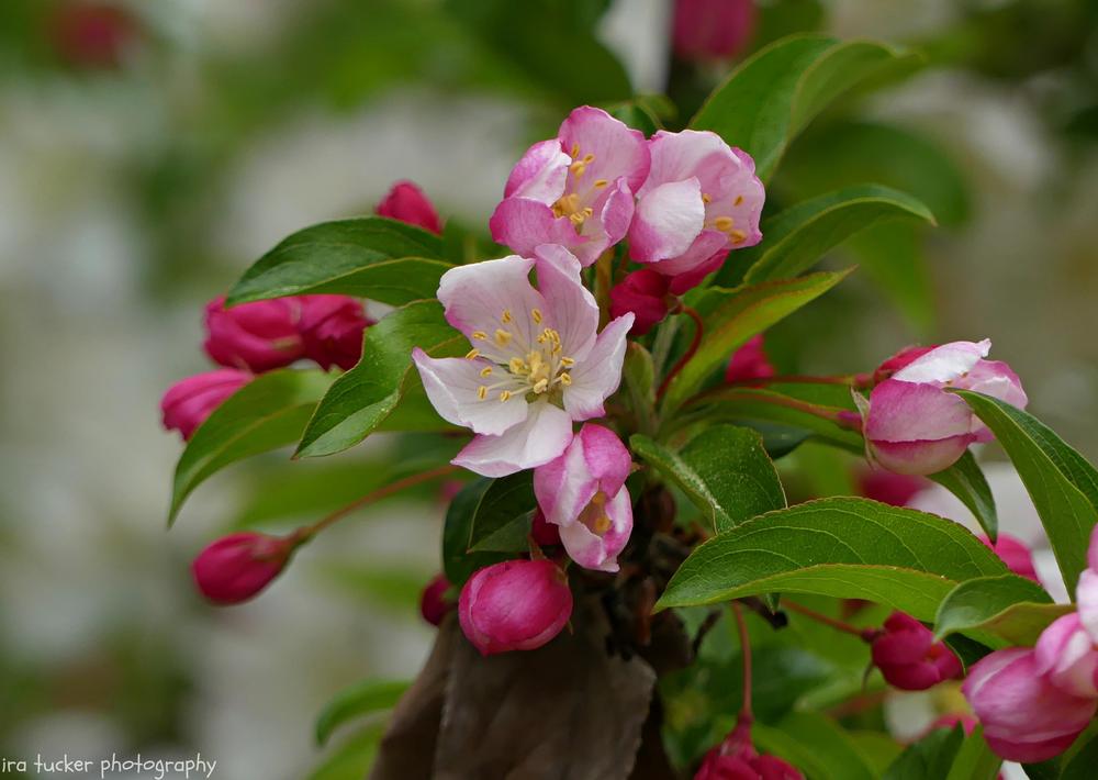 Photo of the bloom of Dwarf Crabapple (Malus Sparkling Sprite®) posted ...