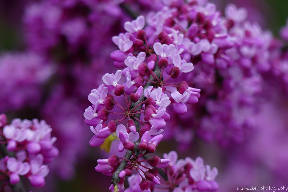 Photo of the bloom of Texas Redbud (Cercis canadensis var. texensis ...