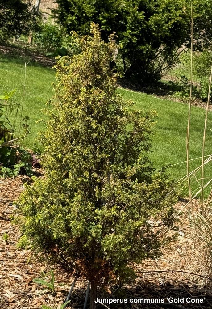 Juniper (Juniperus communis 'Gold Cone') - Garden.org