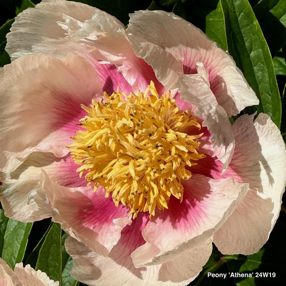 Photo of the bloom of Peony (Paeonia 'Athena') posted by ...