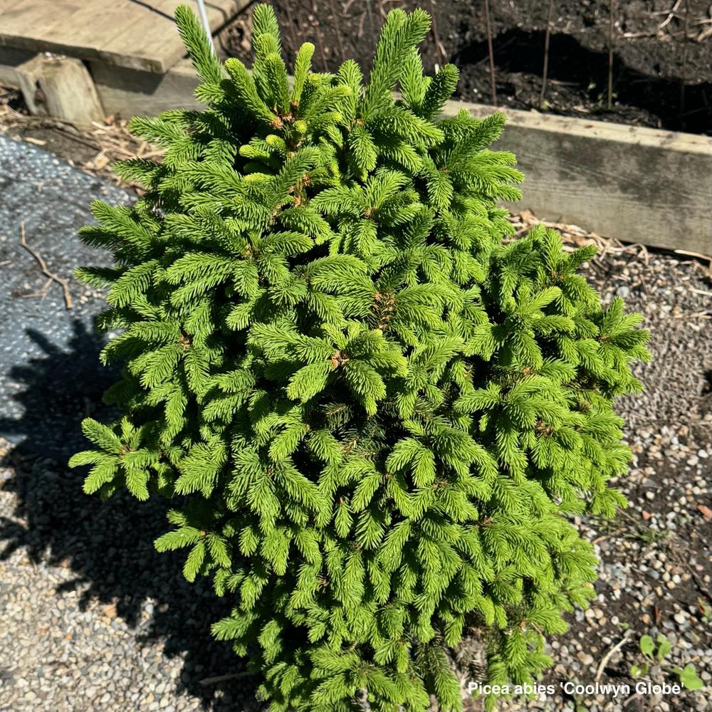 Photo of the leaves of Spruce (Picea abies 'Coolwyn Globe') posted by ...