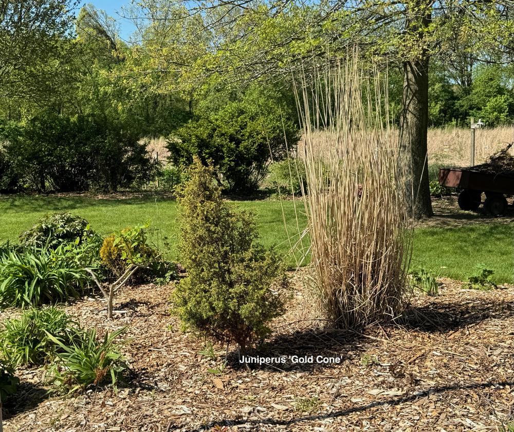 Photo of the entire plant of Juniper (Juniperus communis 'Gold Cone ...