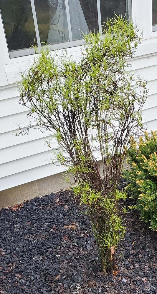 Photo of the entire plant of Alder Buckthorn (Frangula alnus subsp ...