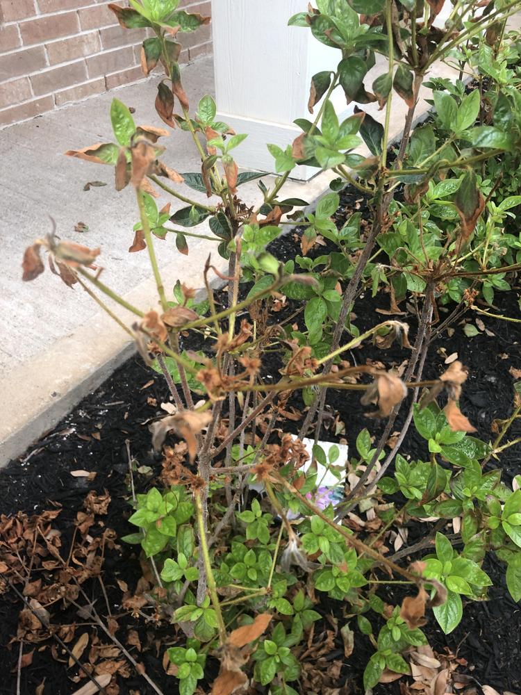 azaleas with dry and falling leaves in the Ask a Question forum ...