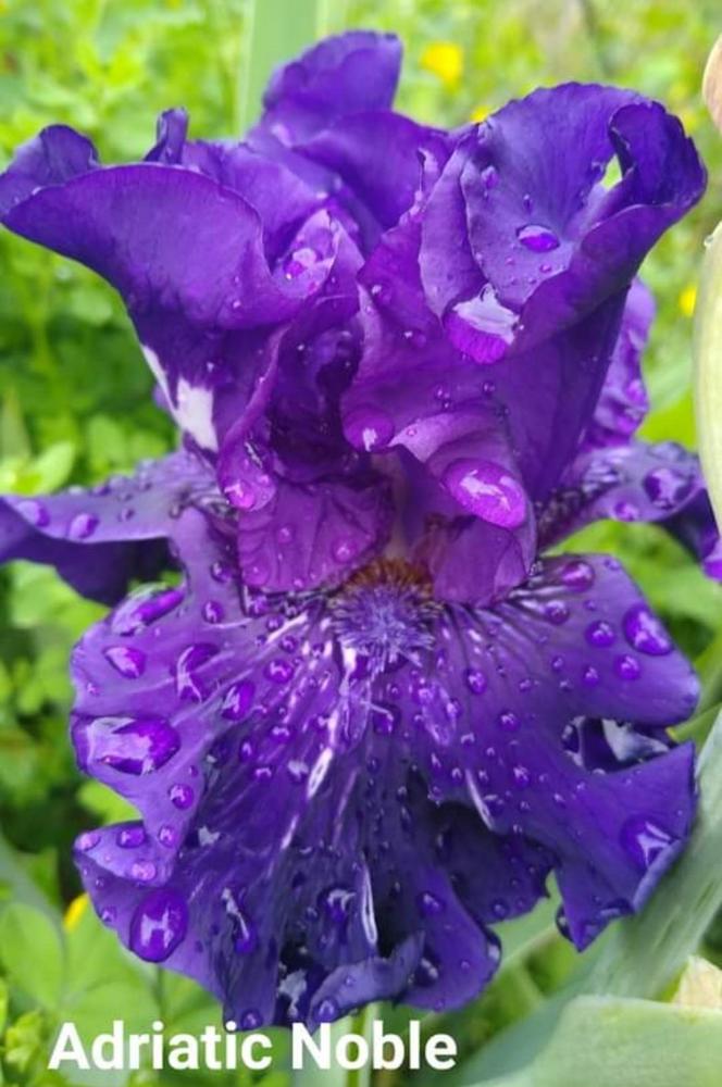 Please share your most unique iris bloom. in the Irises forum - Garden.org