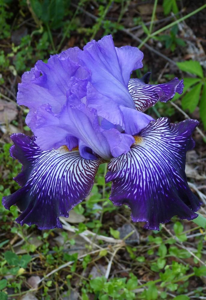 Tall Bearded Iris (Iris 'Jawbone Flats') in the Irises Database ...