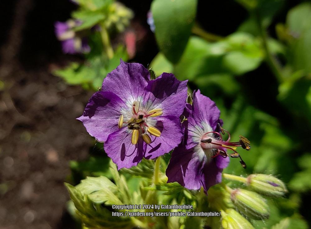 Photo of the bloom of Dusky Cranesbill (Geranium phaeum 'Margaret ...