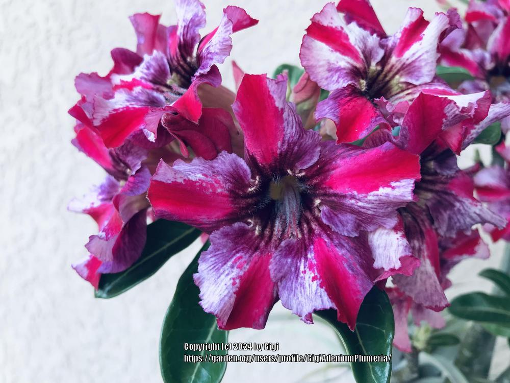 Photo of the bloom of Desert Rose (Adenium obesum 'Tavee Sap') posted ...