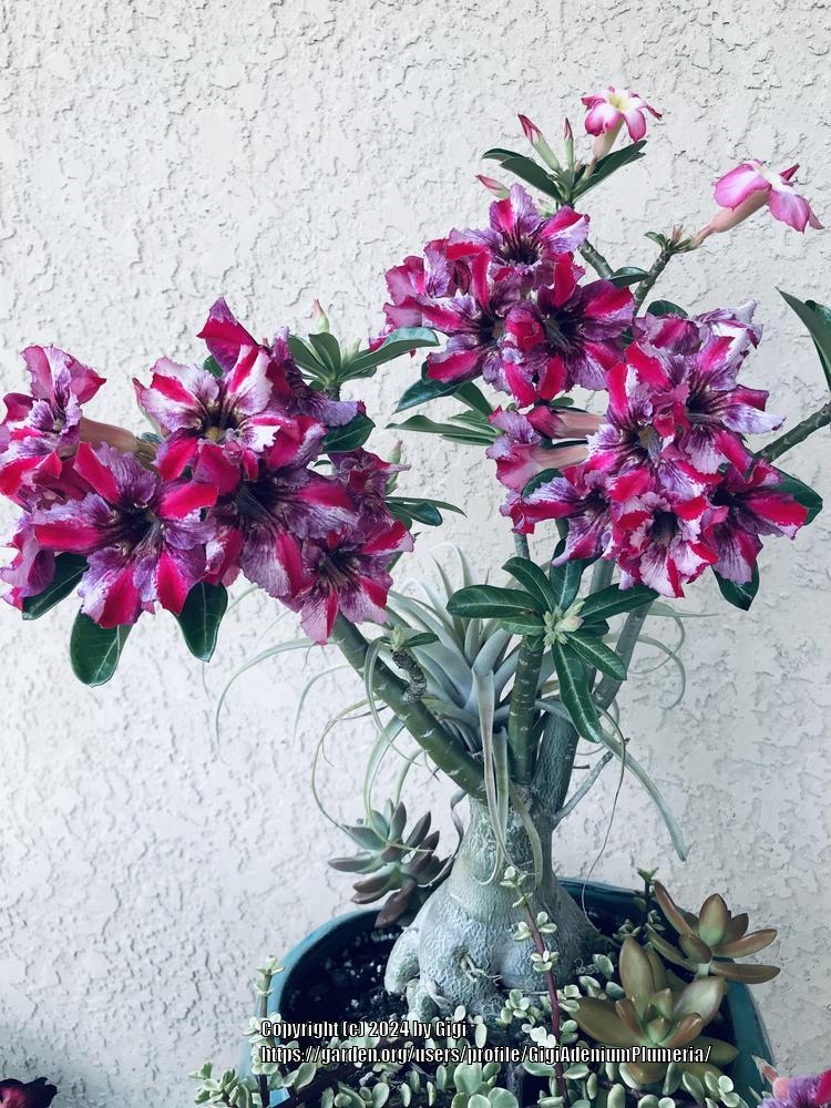Photo of the entire plant of Desert Rose (Adenium obesum 'Tavee Sap ...