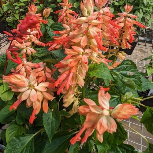 Salvia (Salvia splendens Grandstand™ Salmon) in the Salvias Database ...