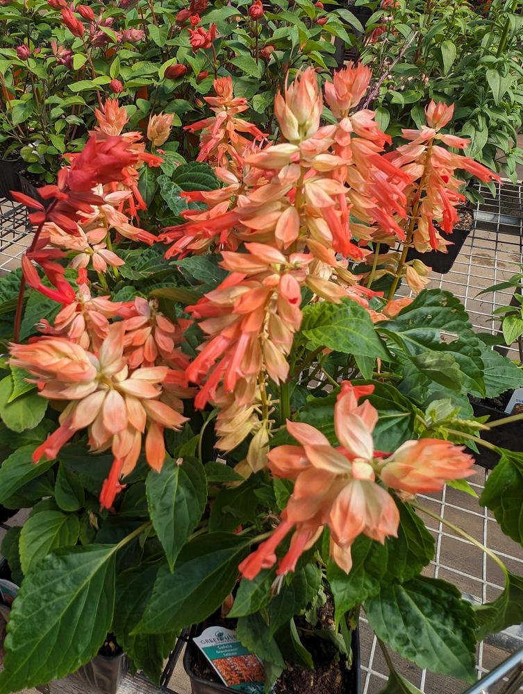 Salvia (Salvia splendens Grandstand™ Salmon) in the Salvias Database ...