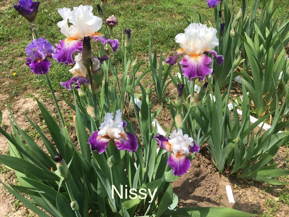 Photo of the entire plant of Iris 'Nissy' posted by Marbledrew - Garden.org