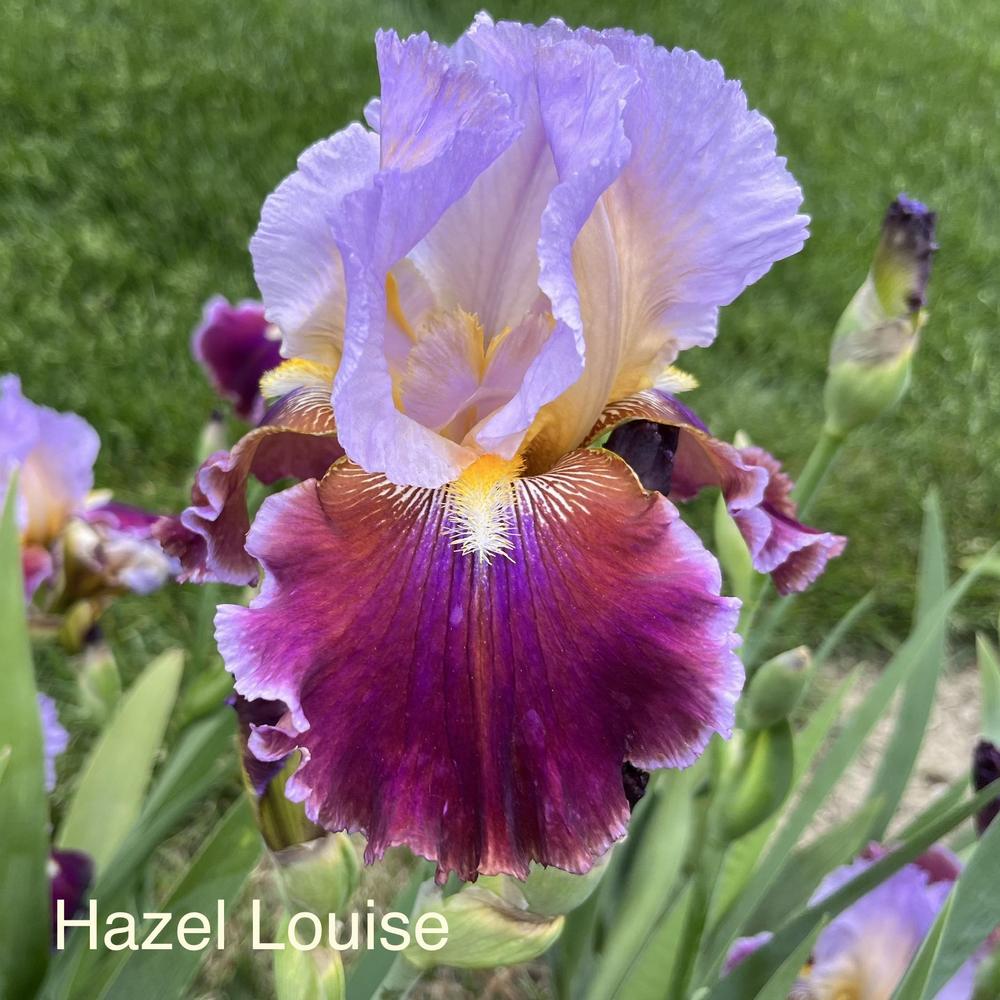 Photo of the bloom of Iris 'Hazel Louise' posted by Marbledrew - Garden.org