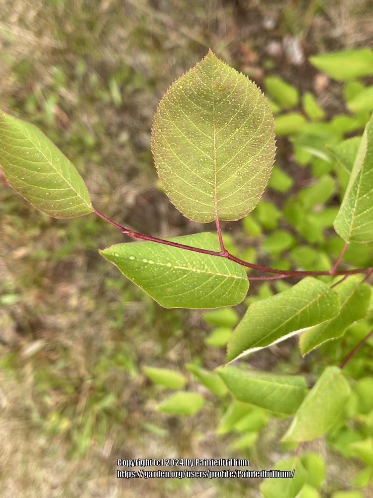 Photo of the stem, scape, stalk or bark of Allegheny Serviceberry ...