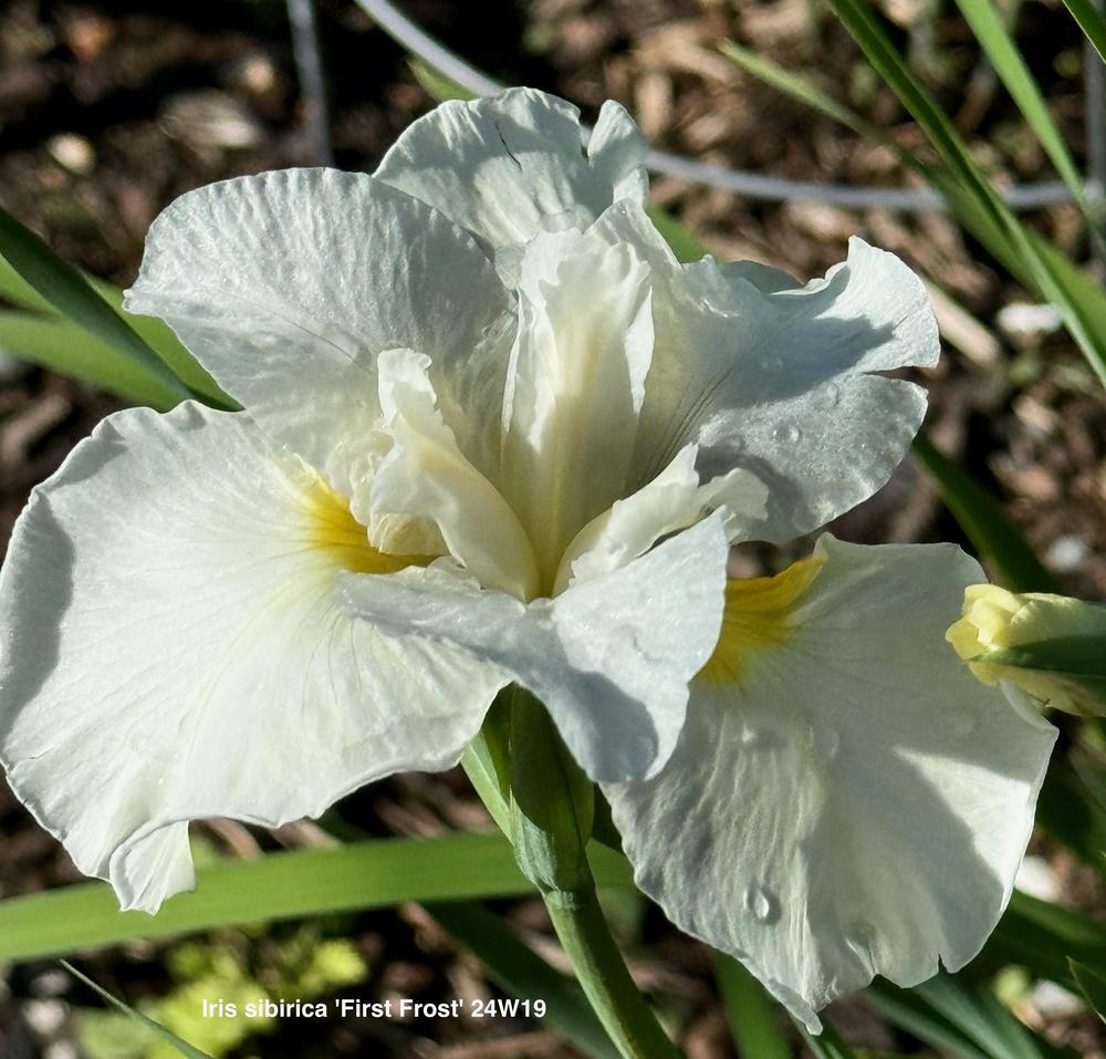 Photo of the bloom of Siberian Iris (Iris 'First Frost') posted by ...