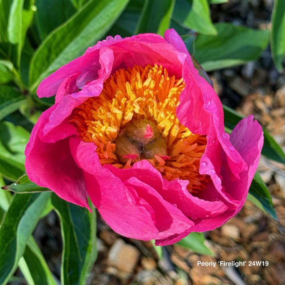 Photo of the bloom of Peony (Paeonia 'Firelight') posted by ...