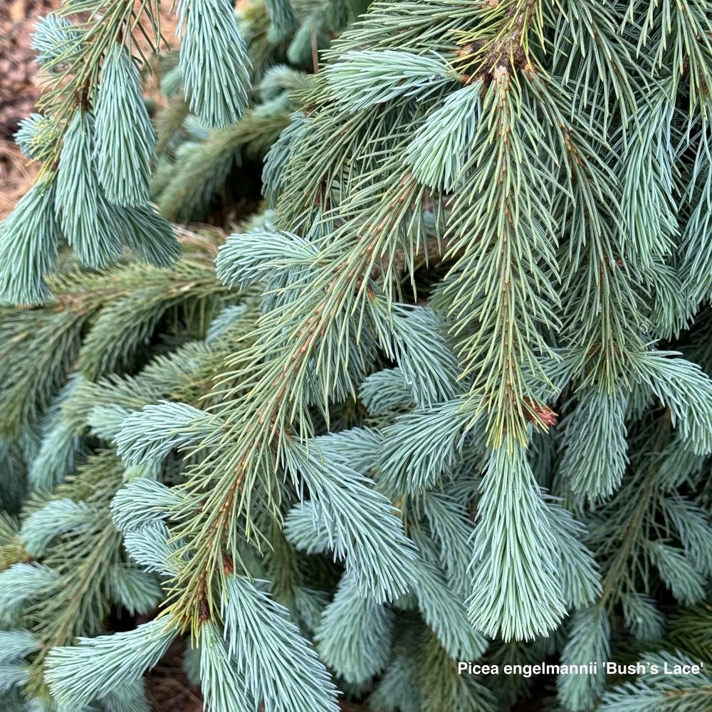 Photo of the leaves of Engelmann Spruce (Picea engelmannii 'Bush's Lace') posted by ...
