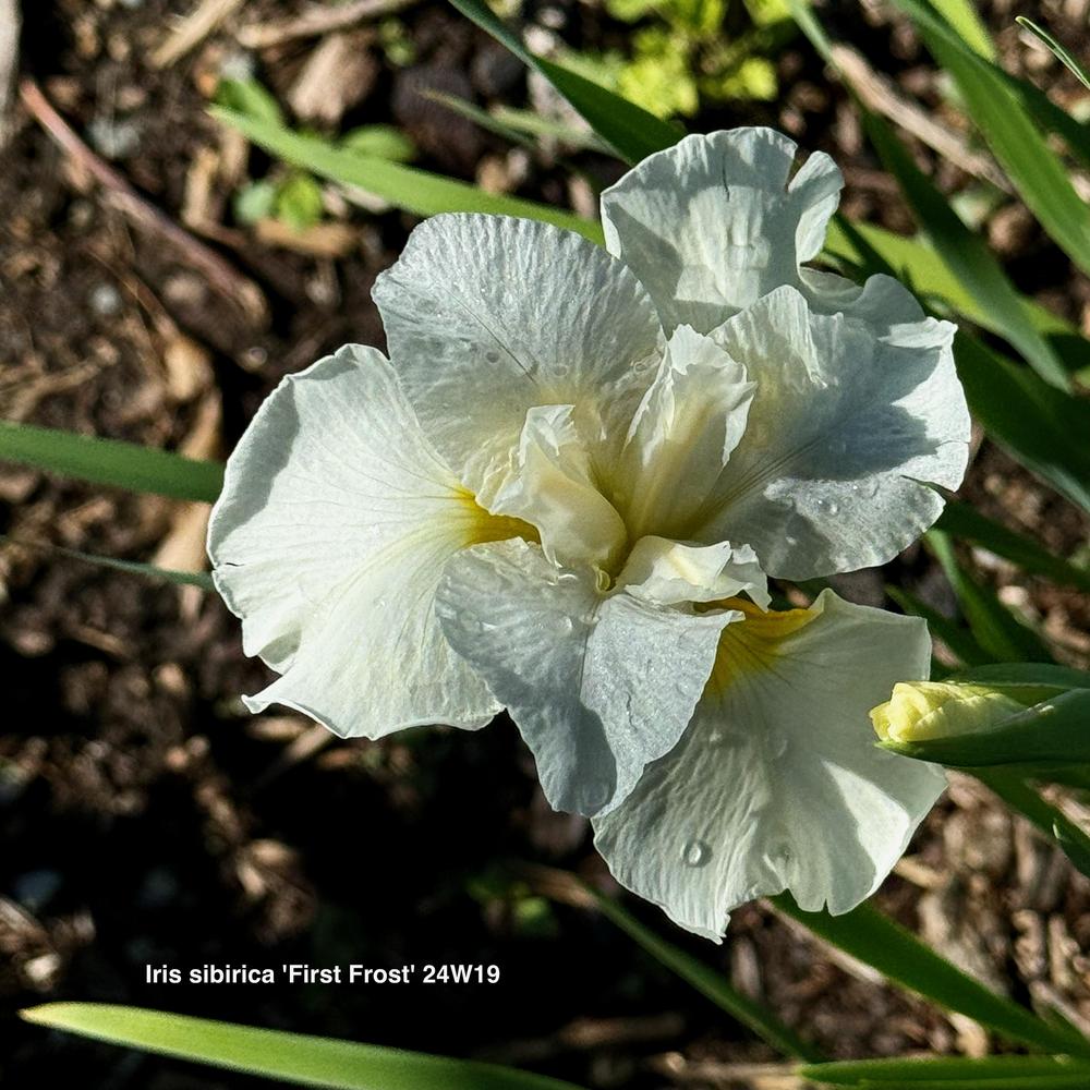 Photo of the bloom of Siberian Iris (Iris 'First Frost') posted by ...