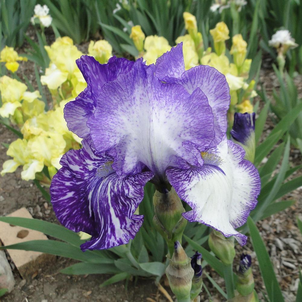 Please share your most unique iris bloom. in the Irises forum - Garden.org