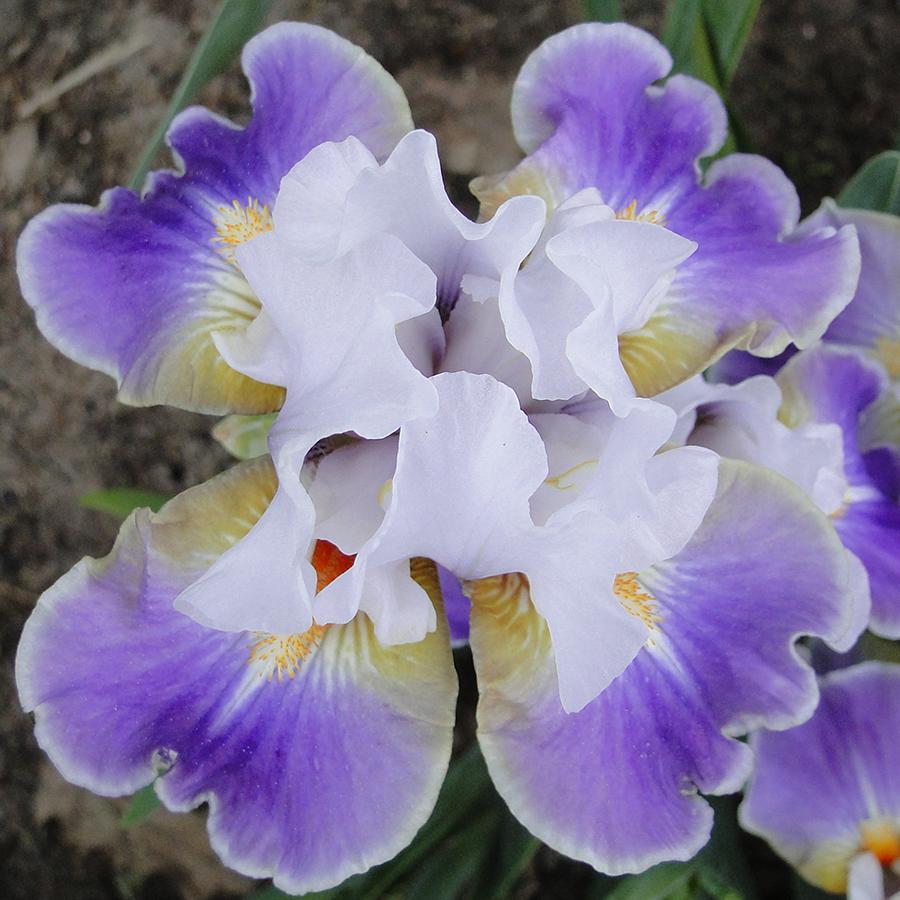 Please share your most unique iris bloom. in the Irises forum - Garden.org