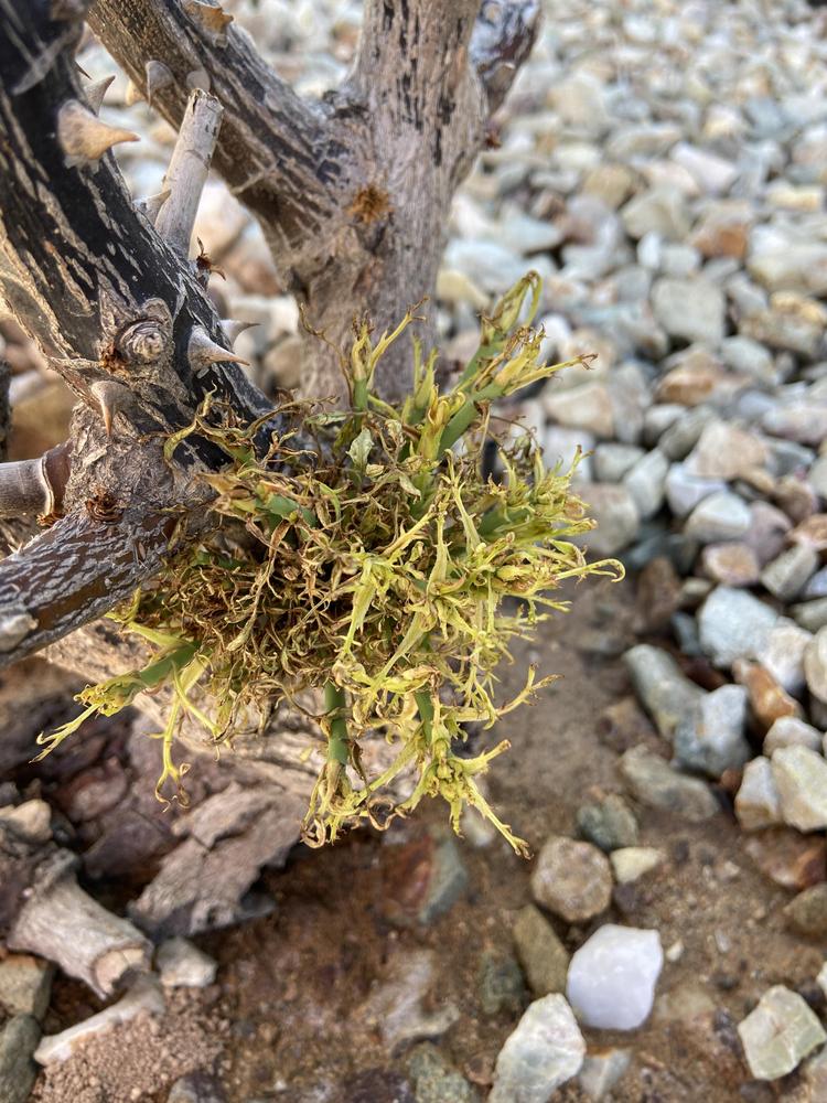 Roses not Growing in the Roses forum - Garden.org