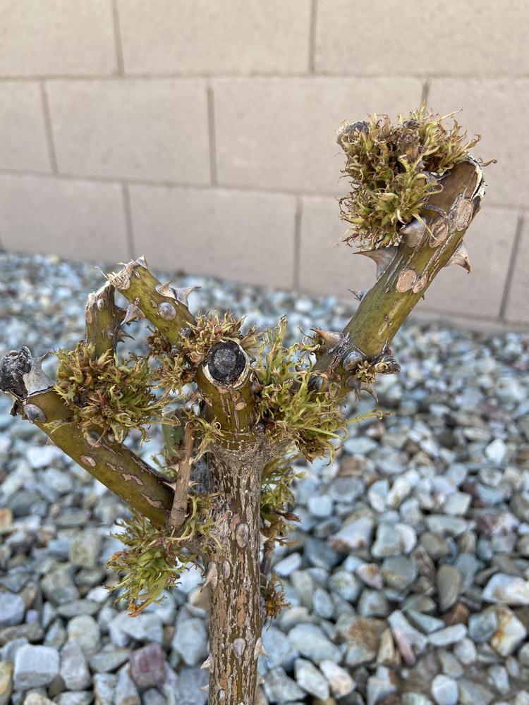 Roses not Growing in the Roses forum - Garden.org