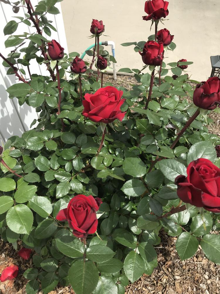 Roses not Growing in the Roses forum - Garden.org