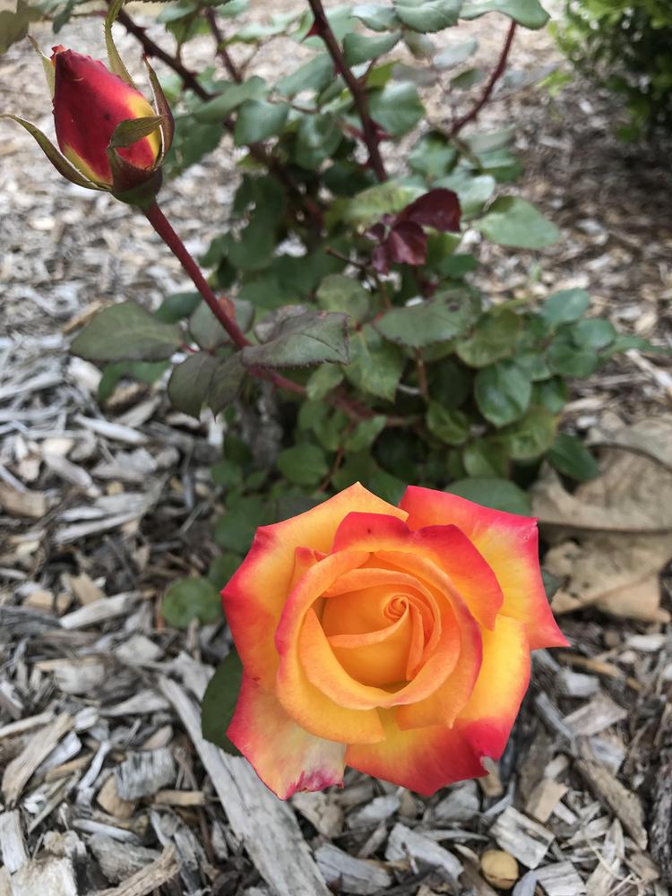 Roses not Growing in the Roses forum - Garden.org