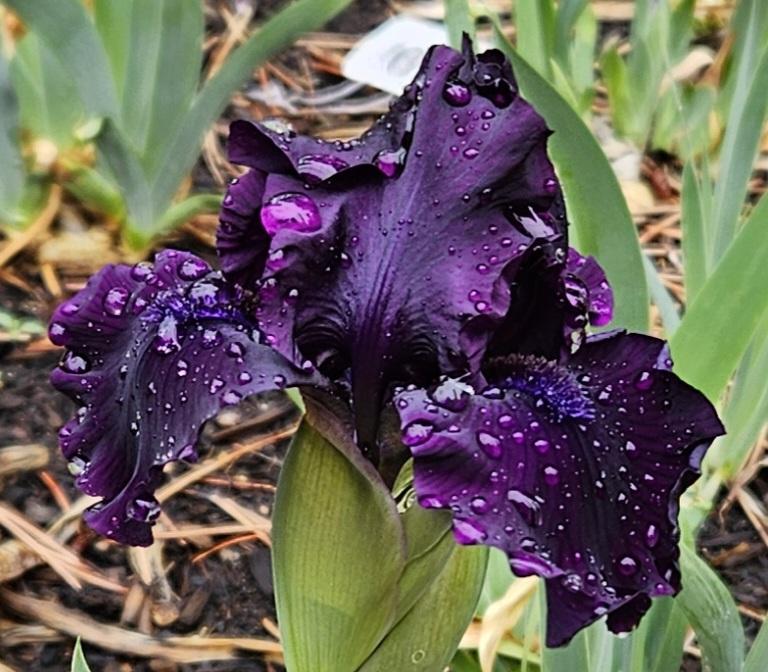 Photo of the bloom of Tall Bearded Iris (Iris 'All Night Long') posted ...