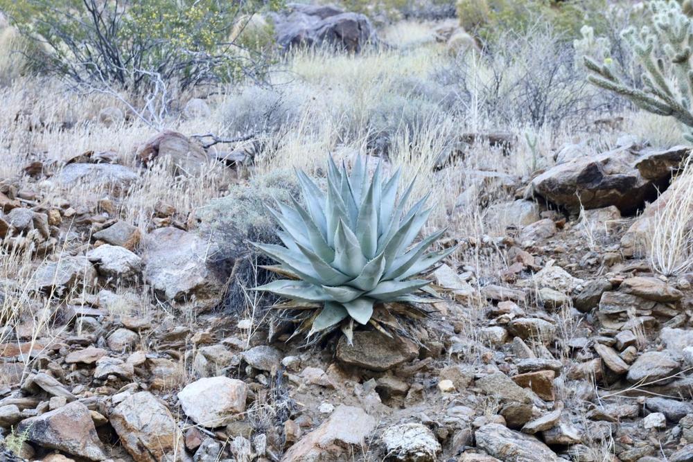 Photo of the habitat view of Desert Agave (Agave deserti) posted by ...