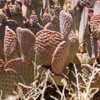 Photo of the habitat view of Beavertail Cactus (Opuntia basilaris) posted by Baja_Costero ...
